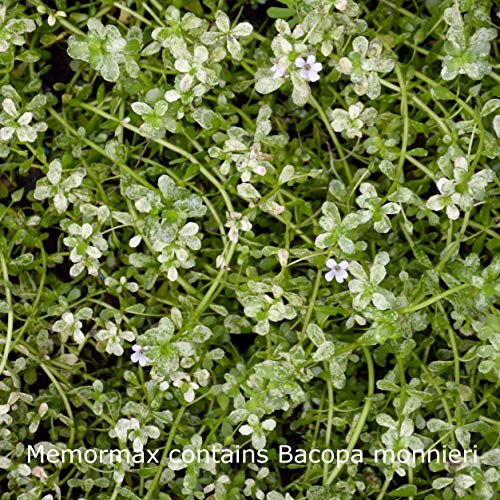 Memormax capsules for daily focus