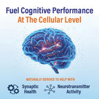 memory support multivitamin for seniors