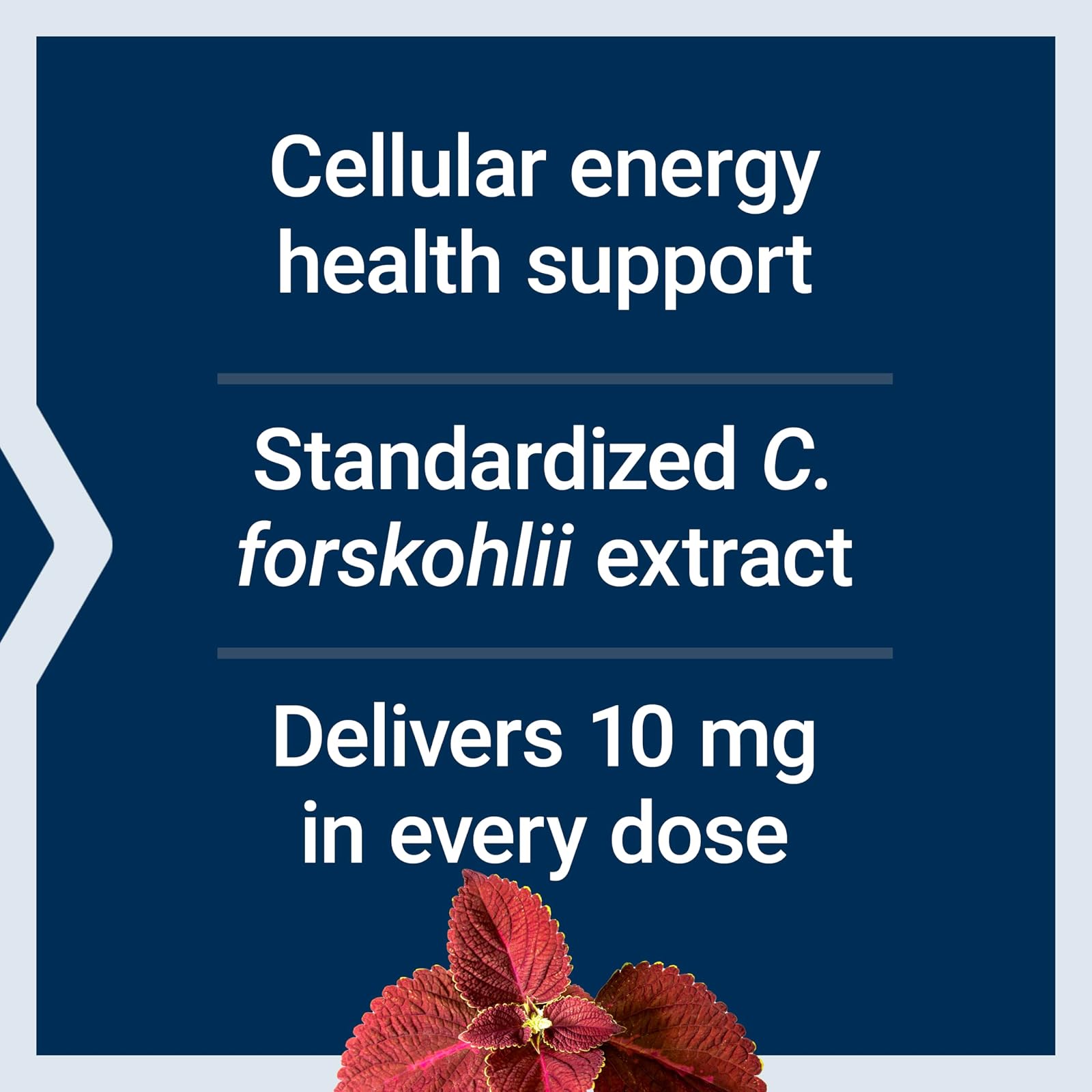 men's multivitamin featuring Forskolin extract