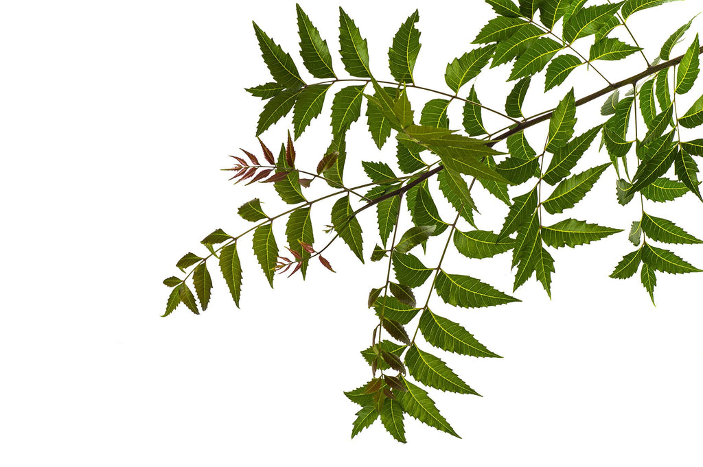 Mesmara neem powder for acne treatment