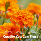 Micro Ingredients vitamin A for macular health