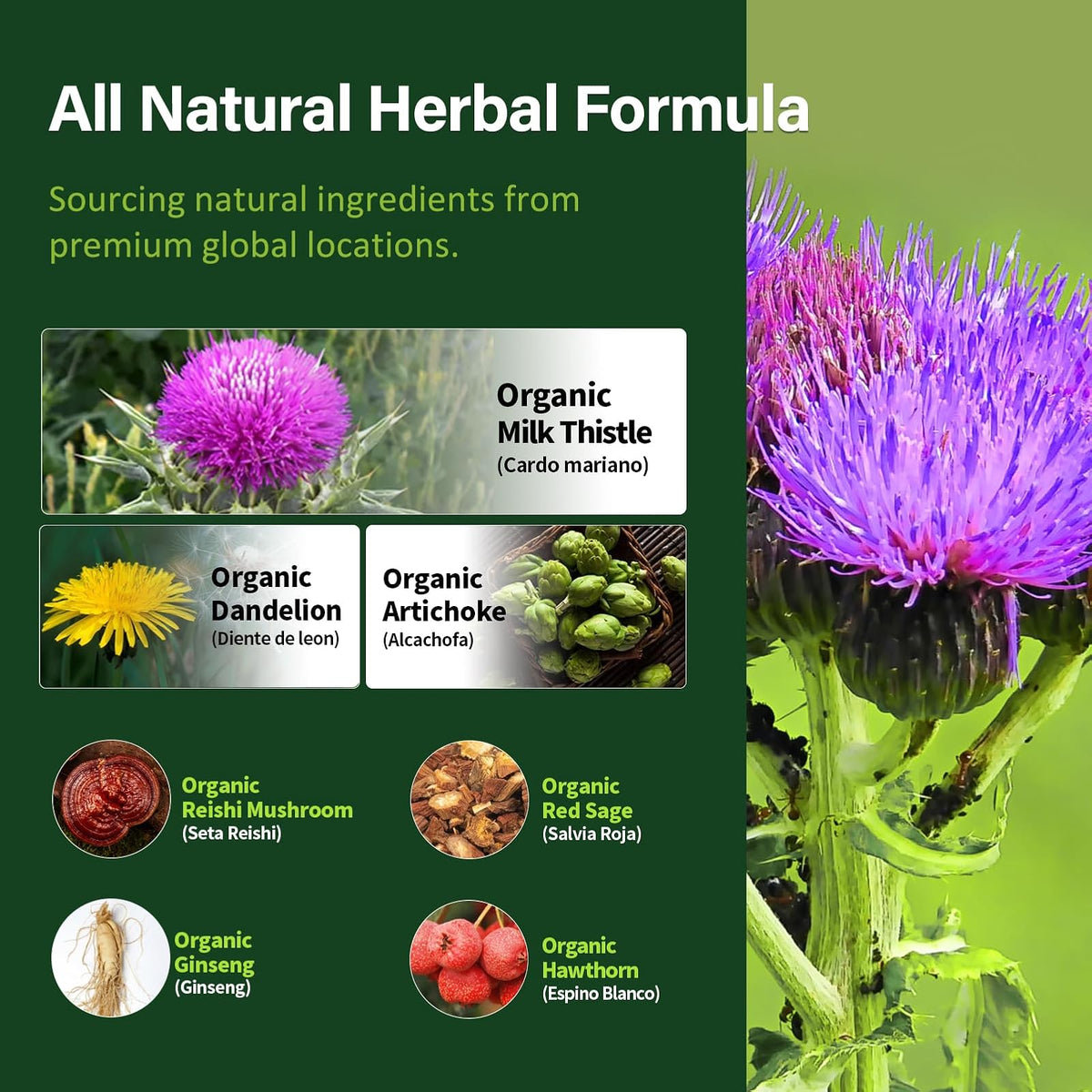 Milk Thistle 500 mg daily dosage