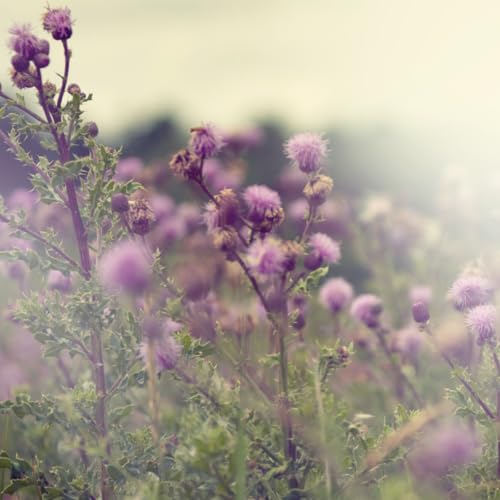 milk thistle and choline for liver