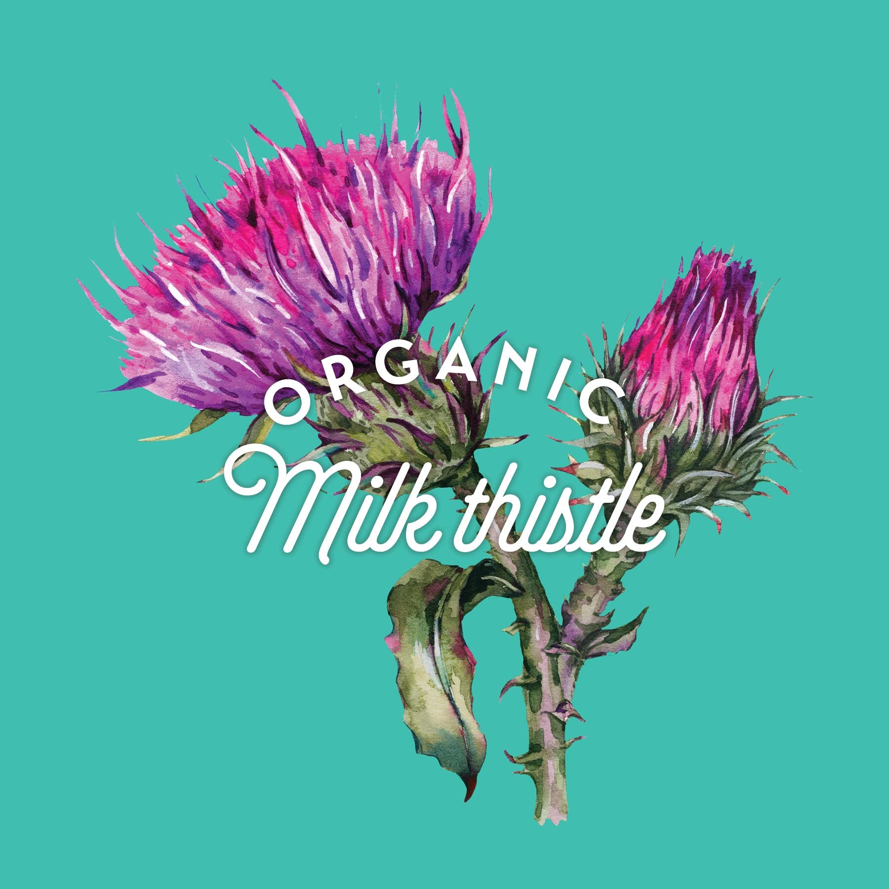 milk thistle and ginger blend