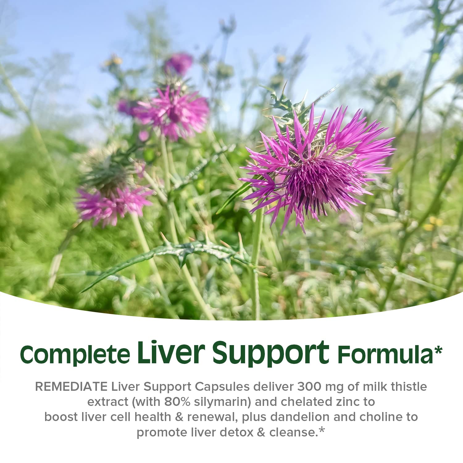 milk thistle benefits for health