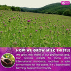 milk thistle detox tea