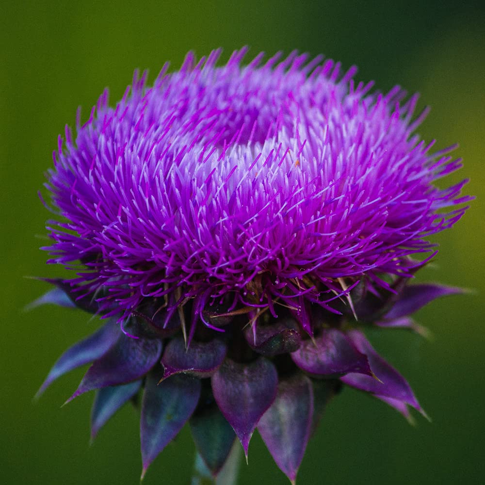 milk thistle for bone health