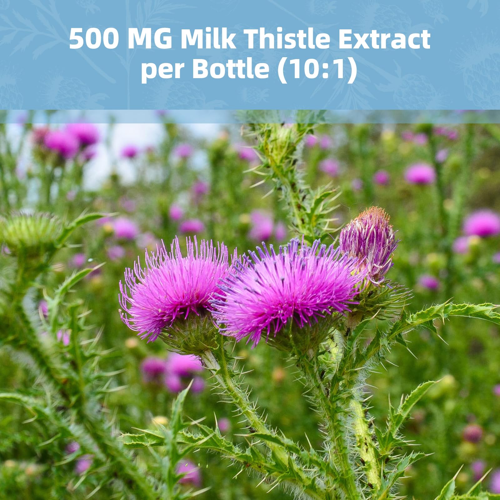 milk thistle for digestive support