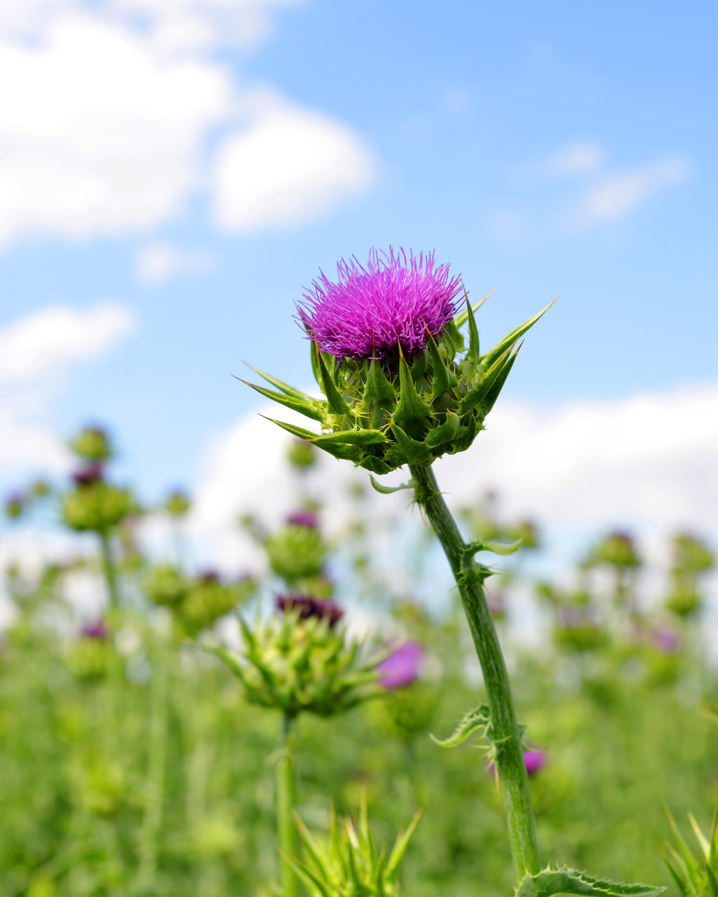 milk thistle for liver cleanse