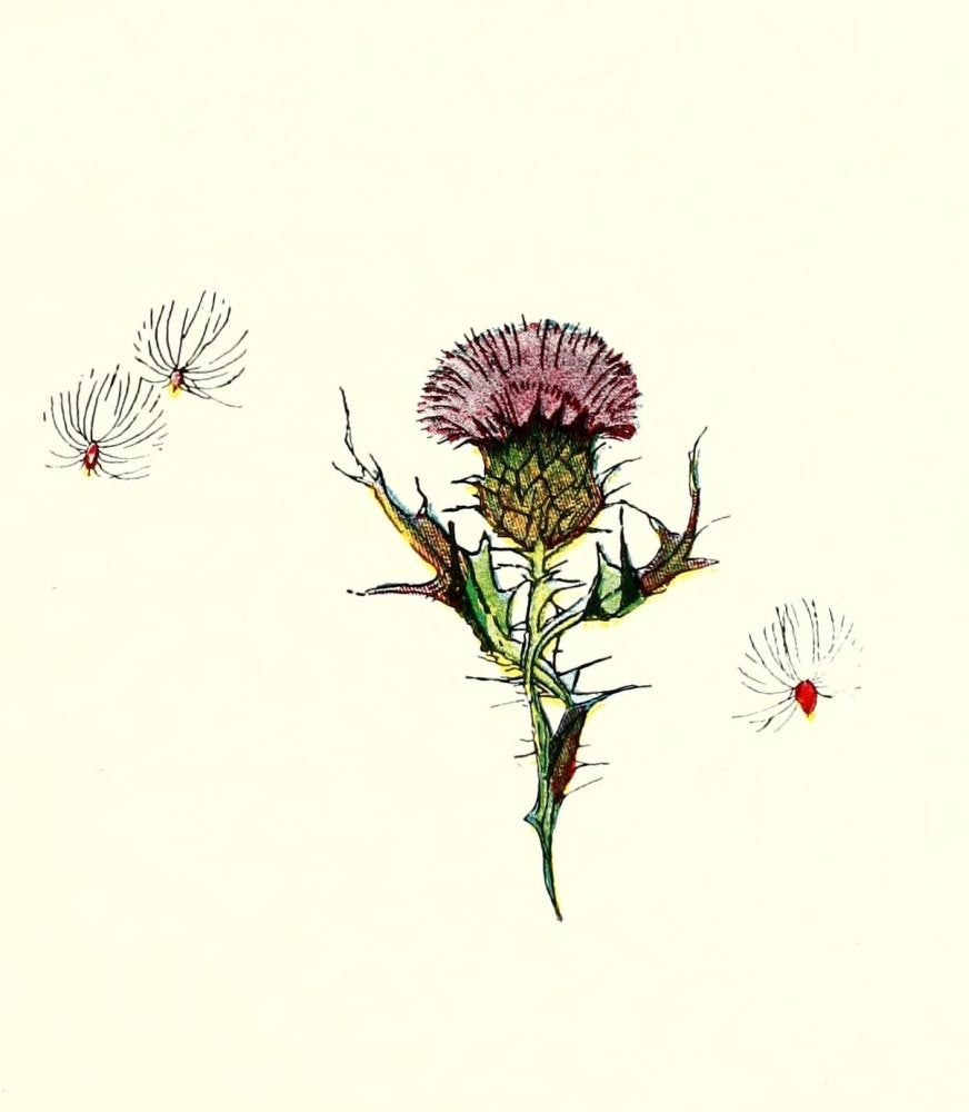 milk thistle herbal supplement poster