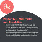 Milk Thistle Plus antioxidant benefits