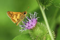 milk thistle poster print for home decor