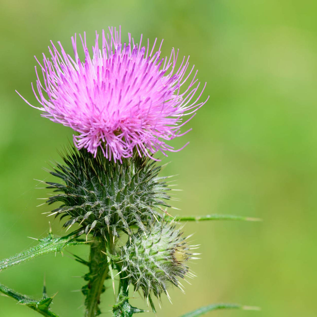 Milk Thistle Seed 1 fl oz bottle