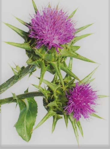 milk thistle seeds for detoxification