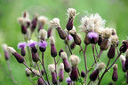 milk thistle seeds for digestive wellness