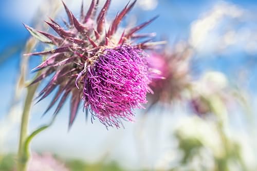 Milk thistle tea for detox