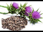milk thistle whole seeds for vitality