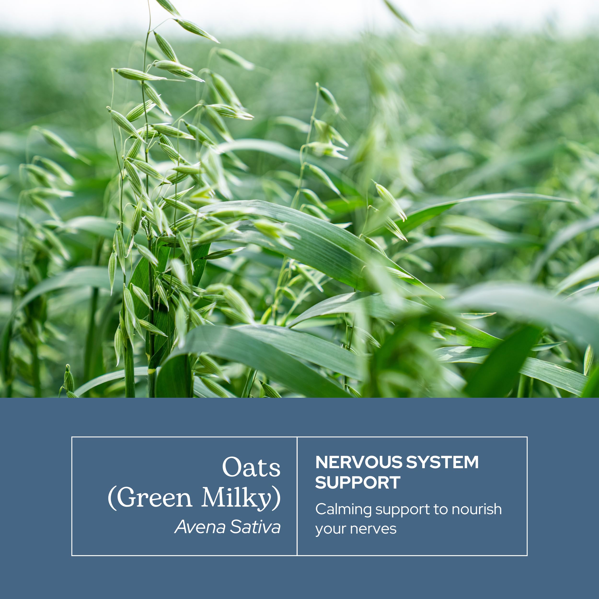 Milky Green Avena Sativa extract