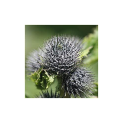 mineral-rich capsules for balanced diet