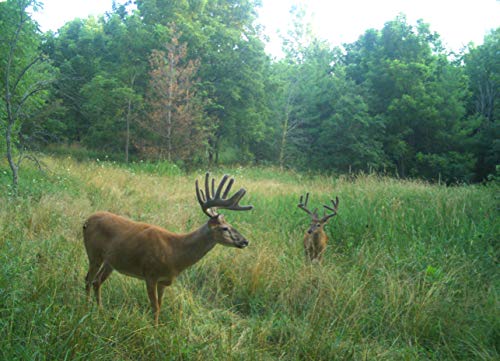 Mineral-rich feed for wildlife