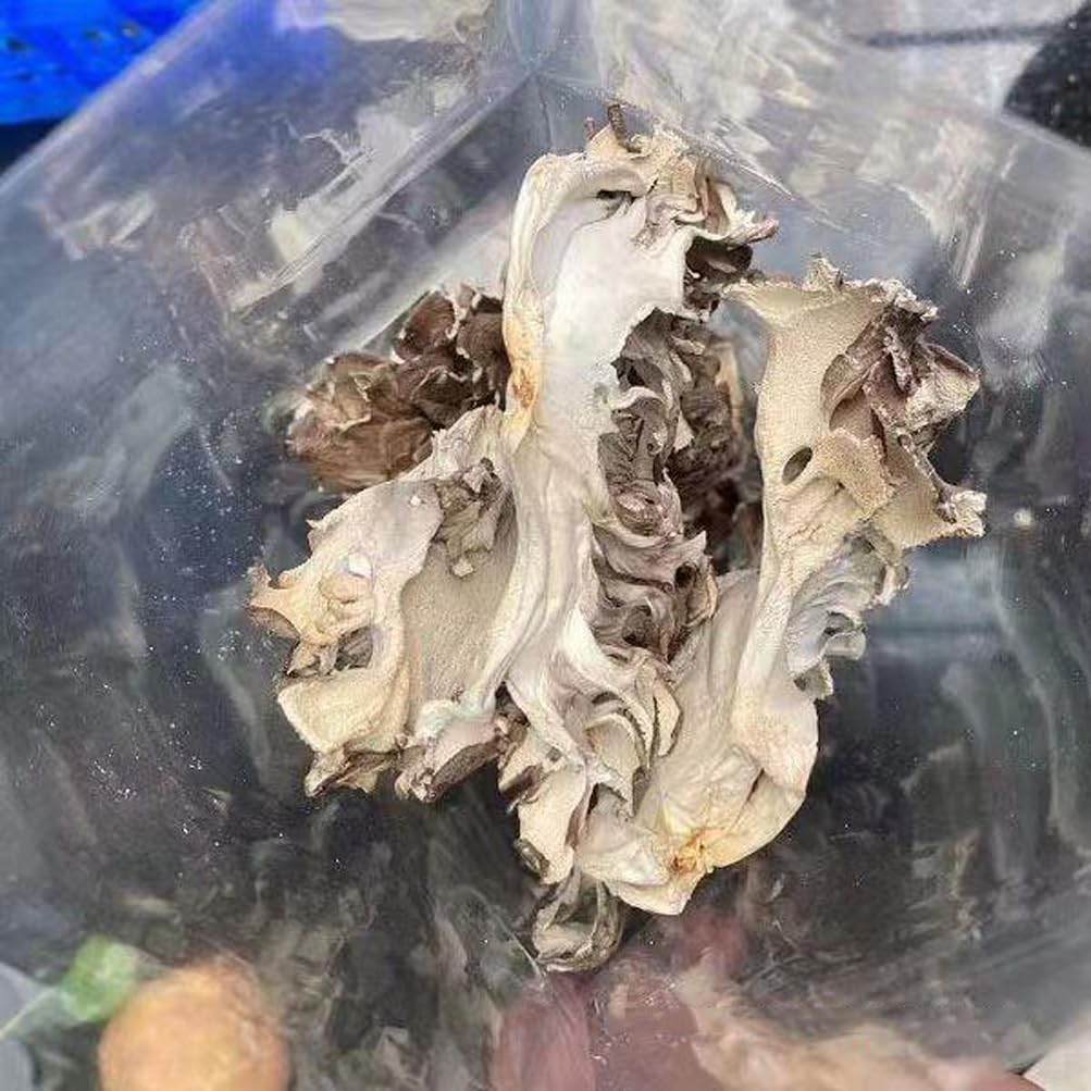 mineral-rich Maitake mushroom blend