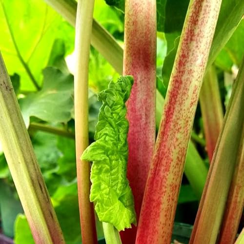 mineral supplements with turkey rhubarb