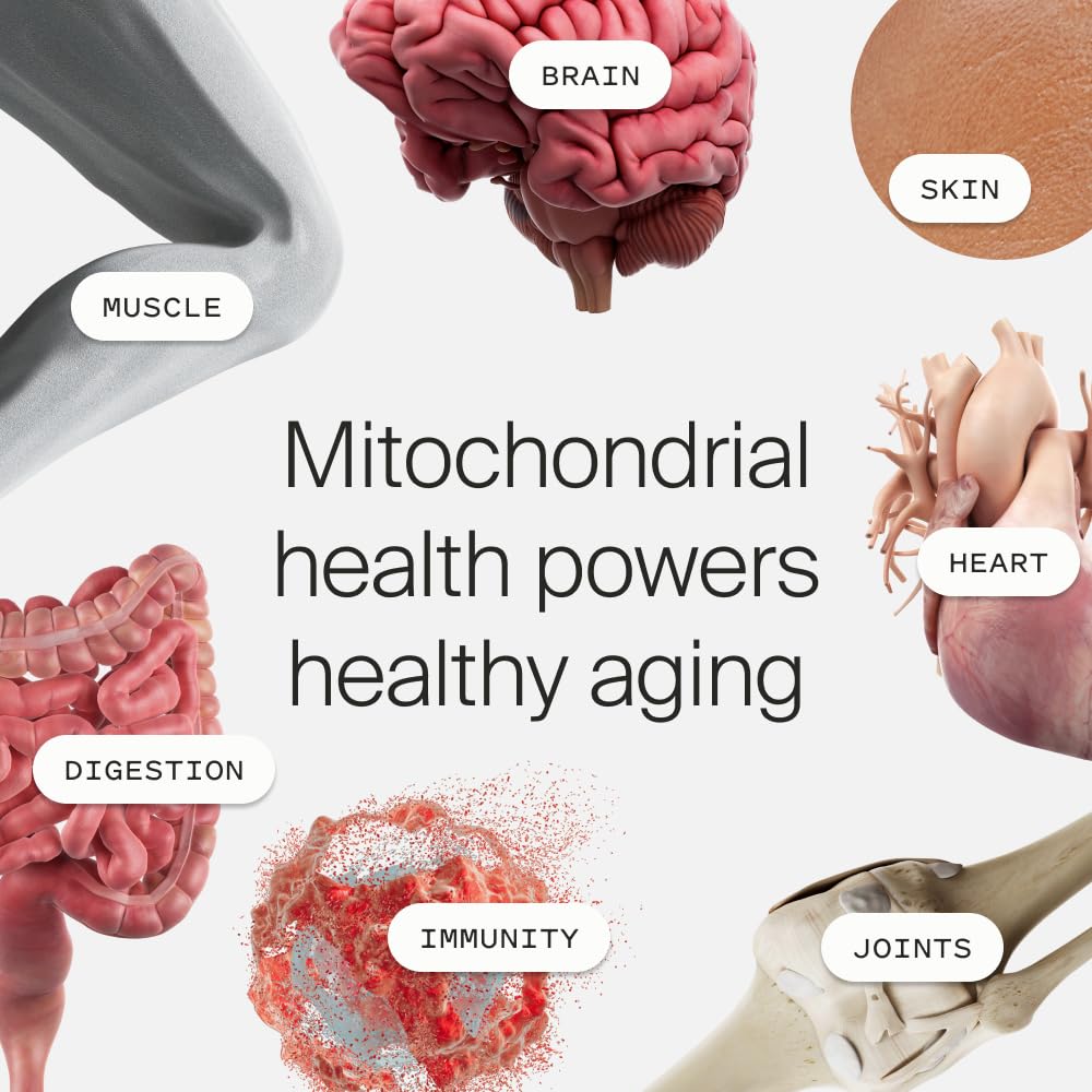 Mitopure Urolithin A for daily health