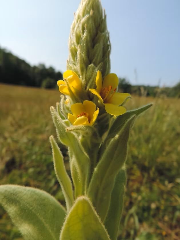 MOMARY mullein tea for daily use