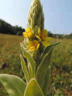 MOMARY mullein tea for daily use