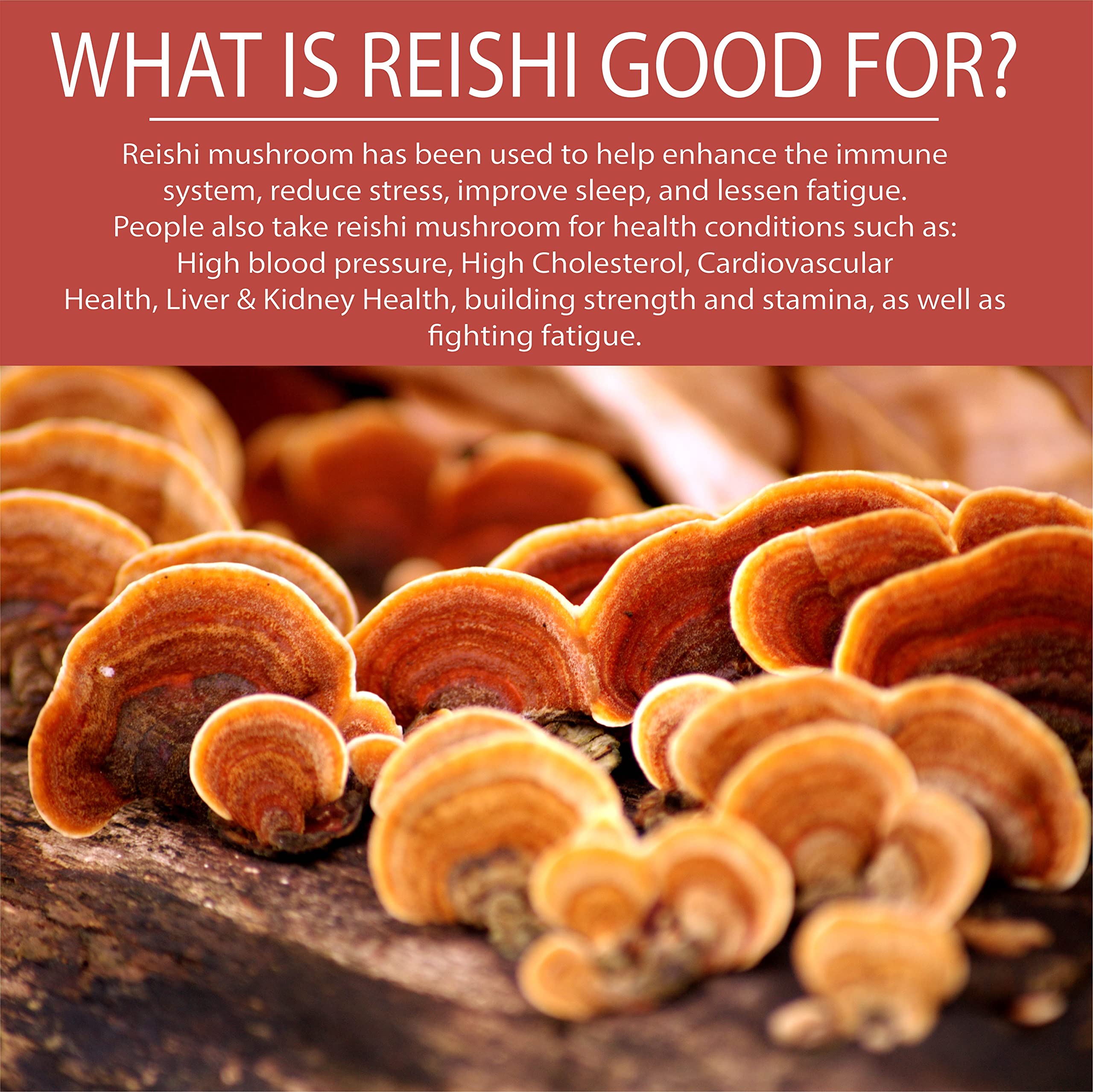 Mood management with reishi mushrooms