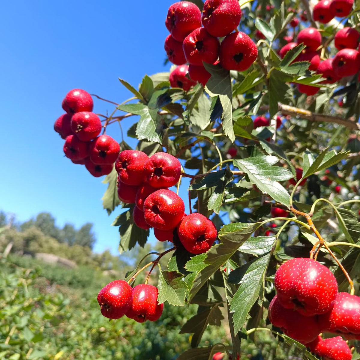 MOORCHOCO hawthorn berries benefits