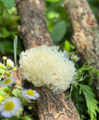 MOORCHOCO snow fungus recipe ideas
