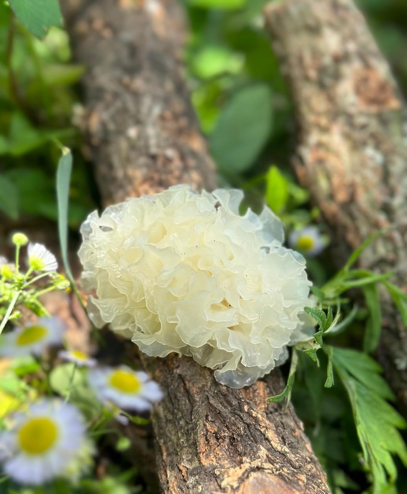 MOORCHOCO snow fungus recipe ideas
