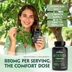 Moringa capsules for daily health