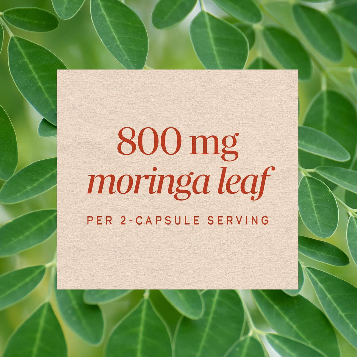 Moringa capsules for immune support