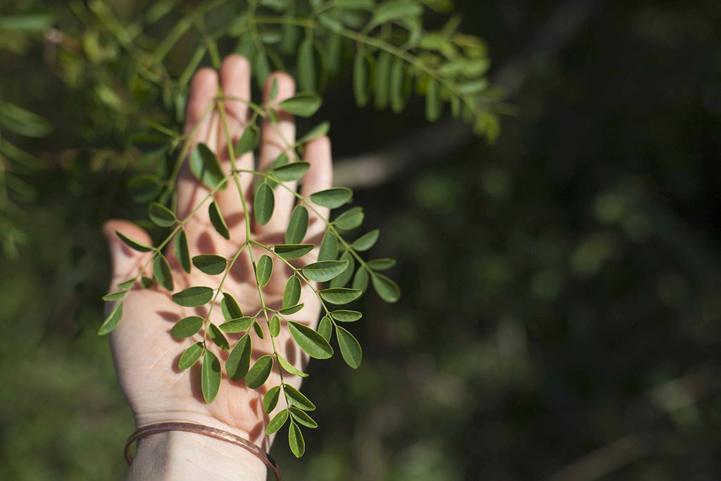 moringa capsules for immune support