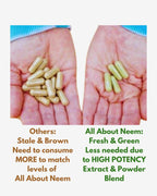 Moringa capsules for immune support