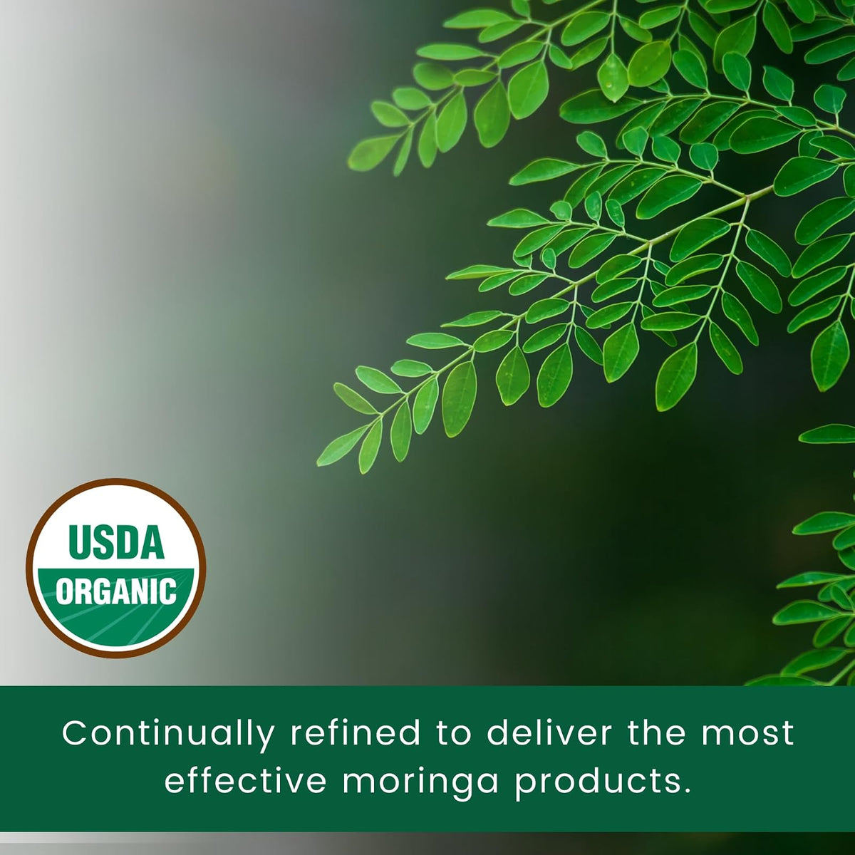 moringa extract for daily nutrition