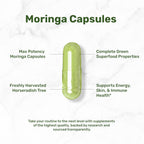 Moringa extract for immune support