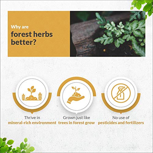 Moringa for enhanced vitality and strength
