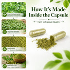 Moringa for immune system support