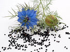 Moringa infused black seed bitters