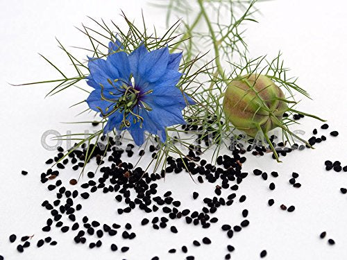 Moringa infused black seed bitters