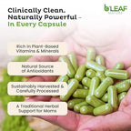 moringa leaf for energy boost