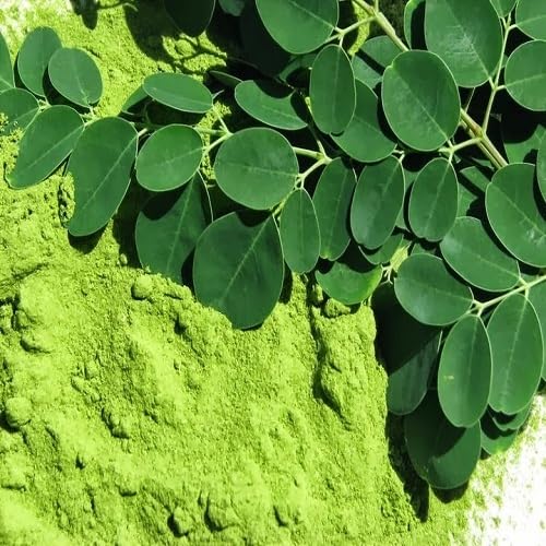 moringa leaf powder for energy boost