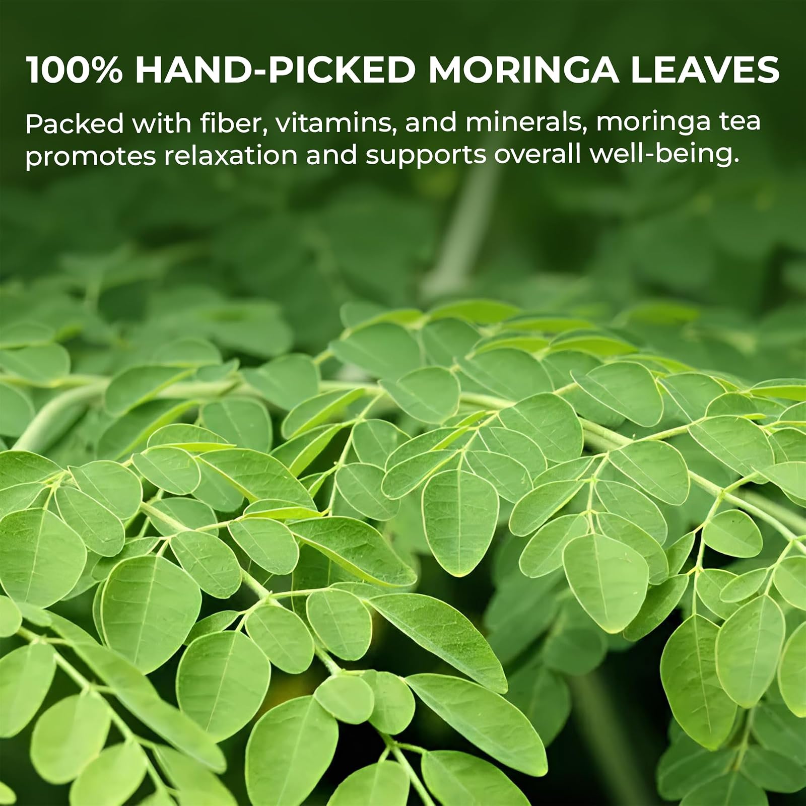 moringa leaf powder for energy boost