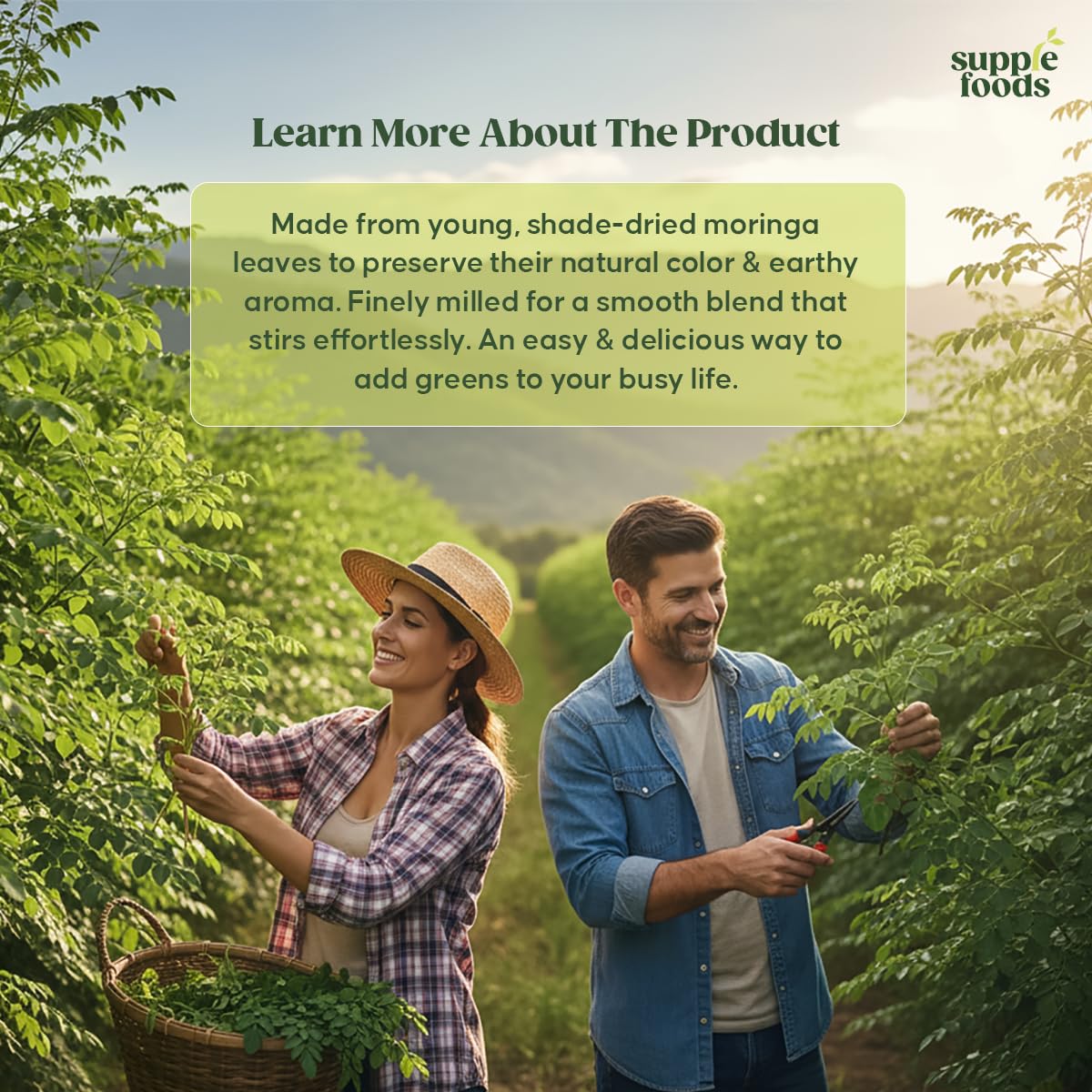 moringa leaf powder for natural detox