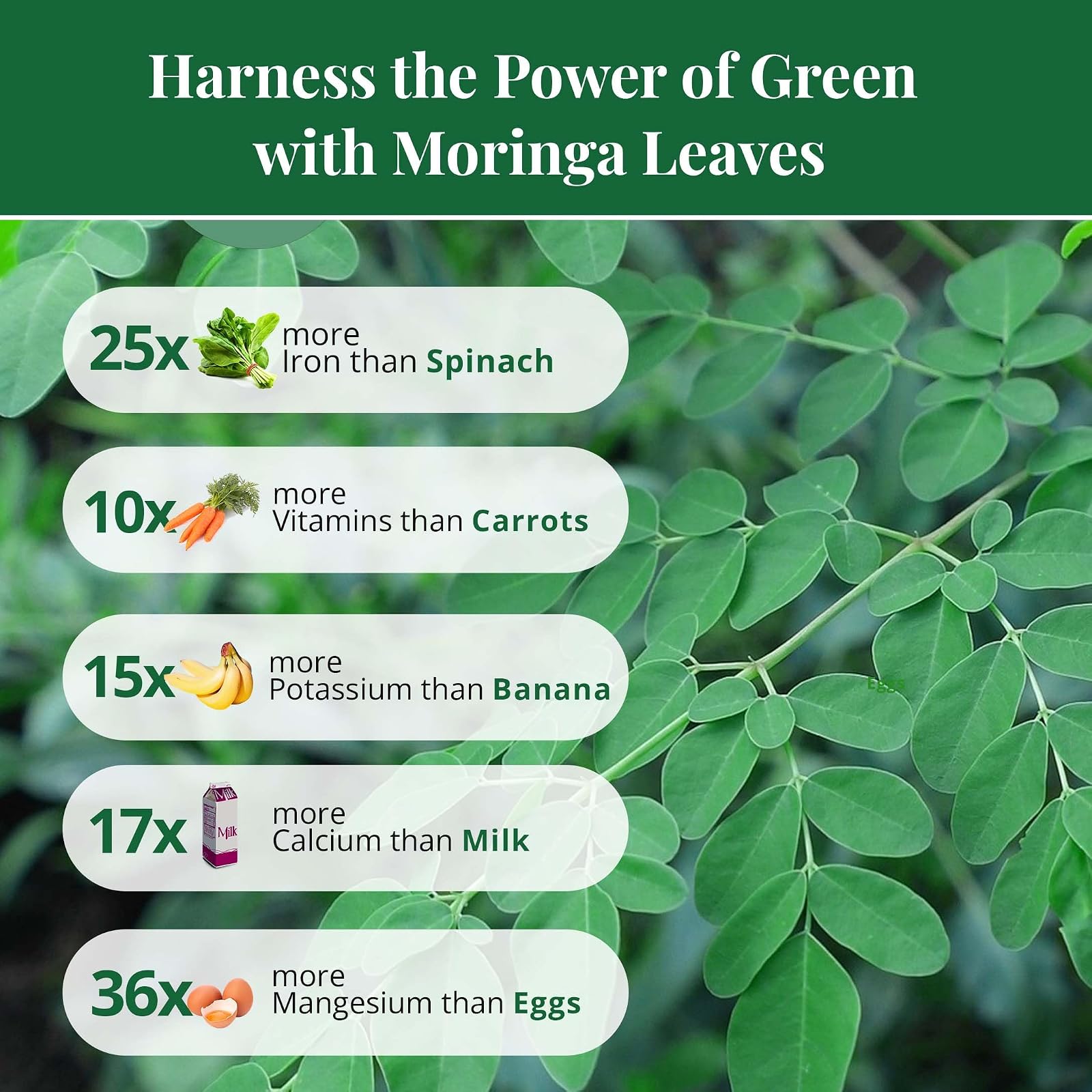 Moringa leaves for natural energy
