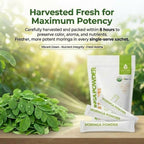 moringa oleifera for healthy lifestyle