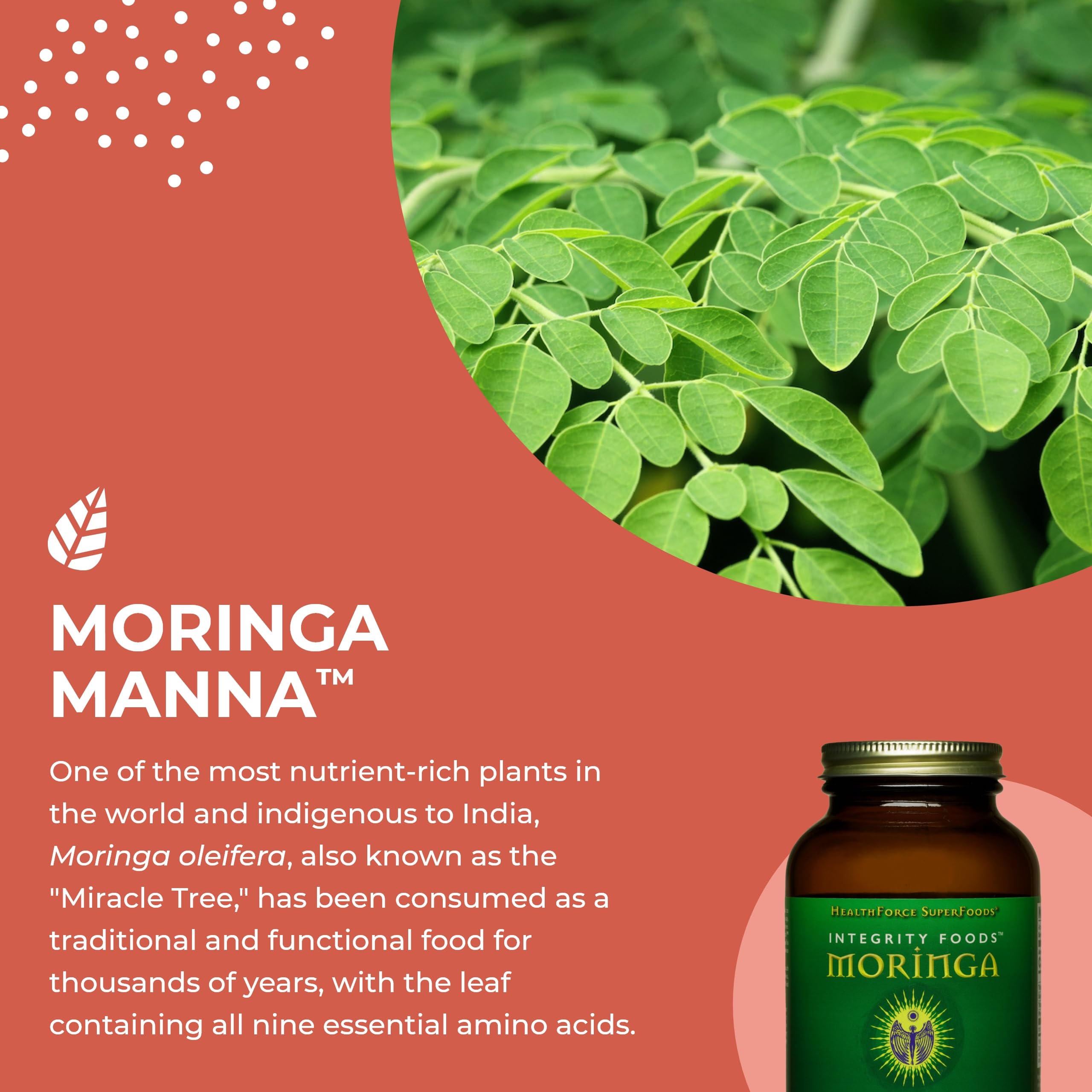 moringa powder for daily nutrition